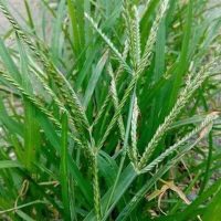 Health Benefits of Paragis - Ang Pinoy