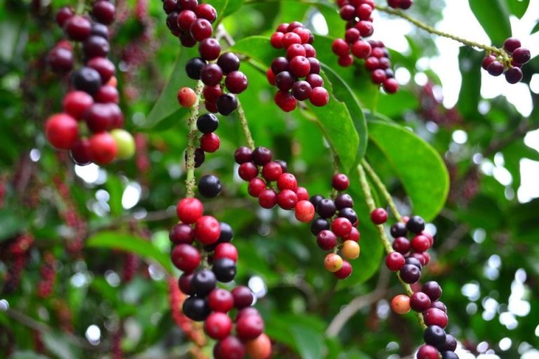 Health Benefits of Bignay - Ang Pinoy